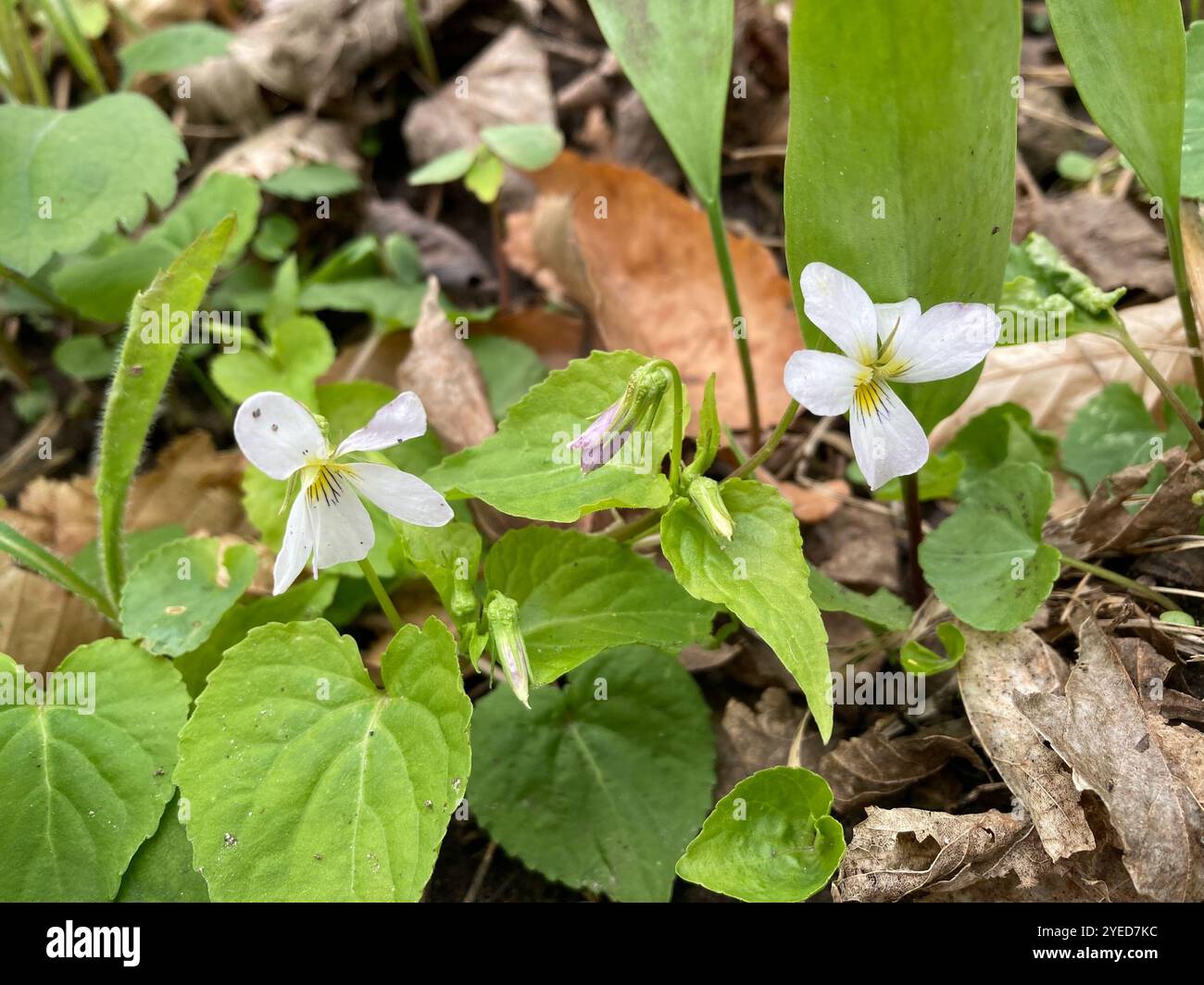 Canada violet viola canadensis hi-res stock photography and images - Alamy