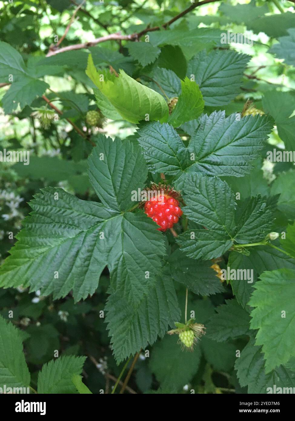 Salmonberry (Rubus spectabilis Stock Photo - Alamy