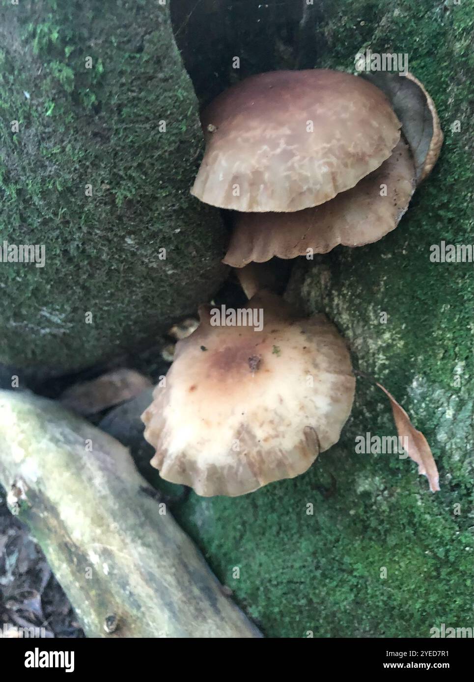 Cyclocybe parasitica hi-res stock photography and images - Alamy