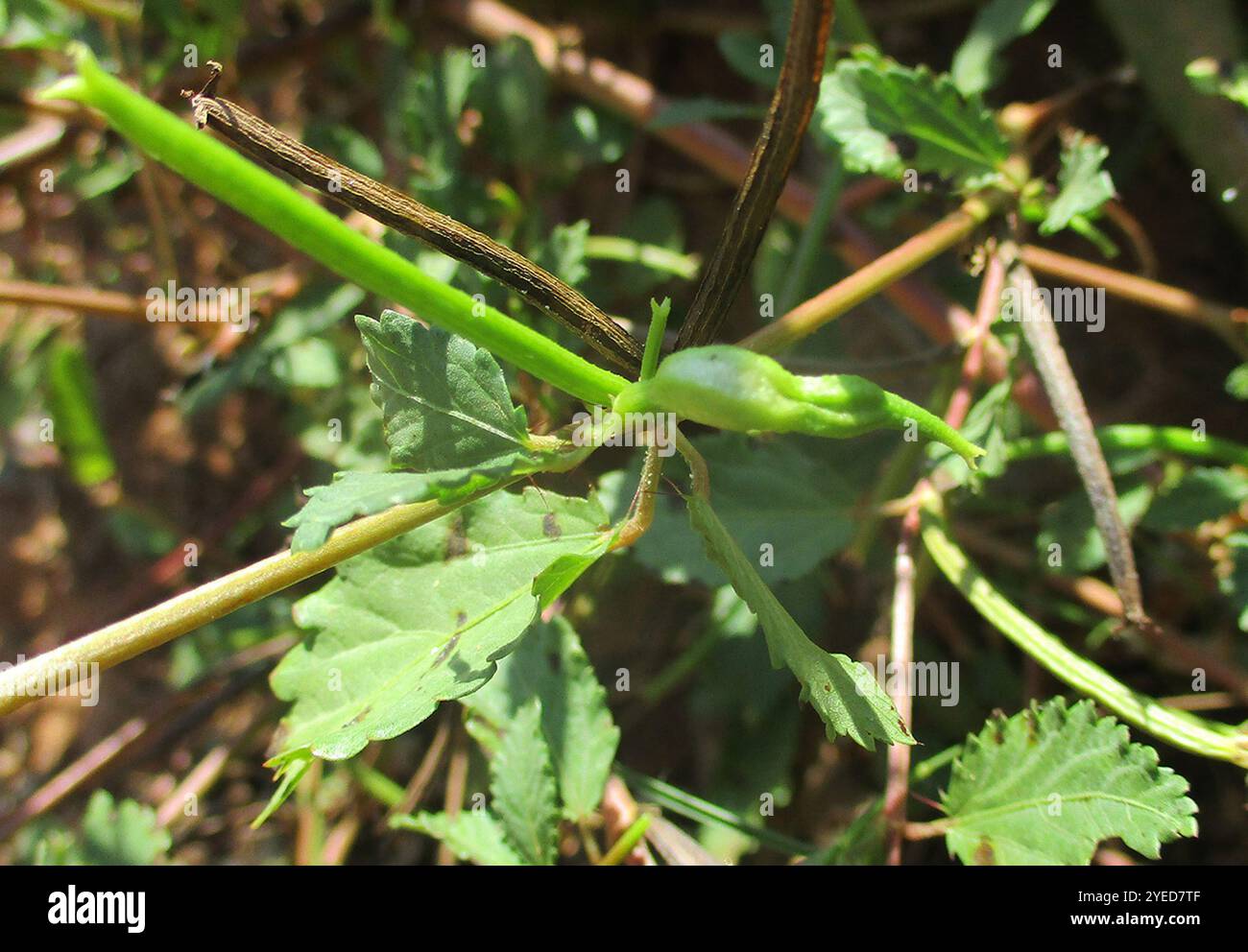 Wild Jute (Corchorus tridens Stock Photo - Alamy