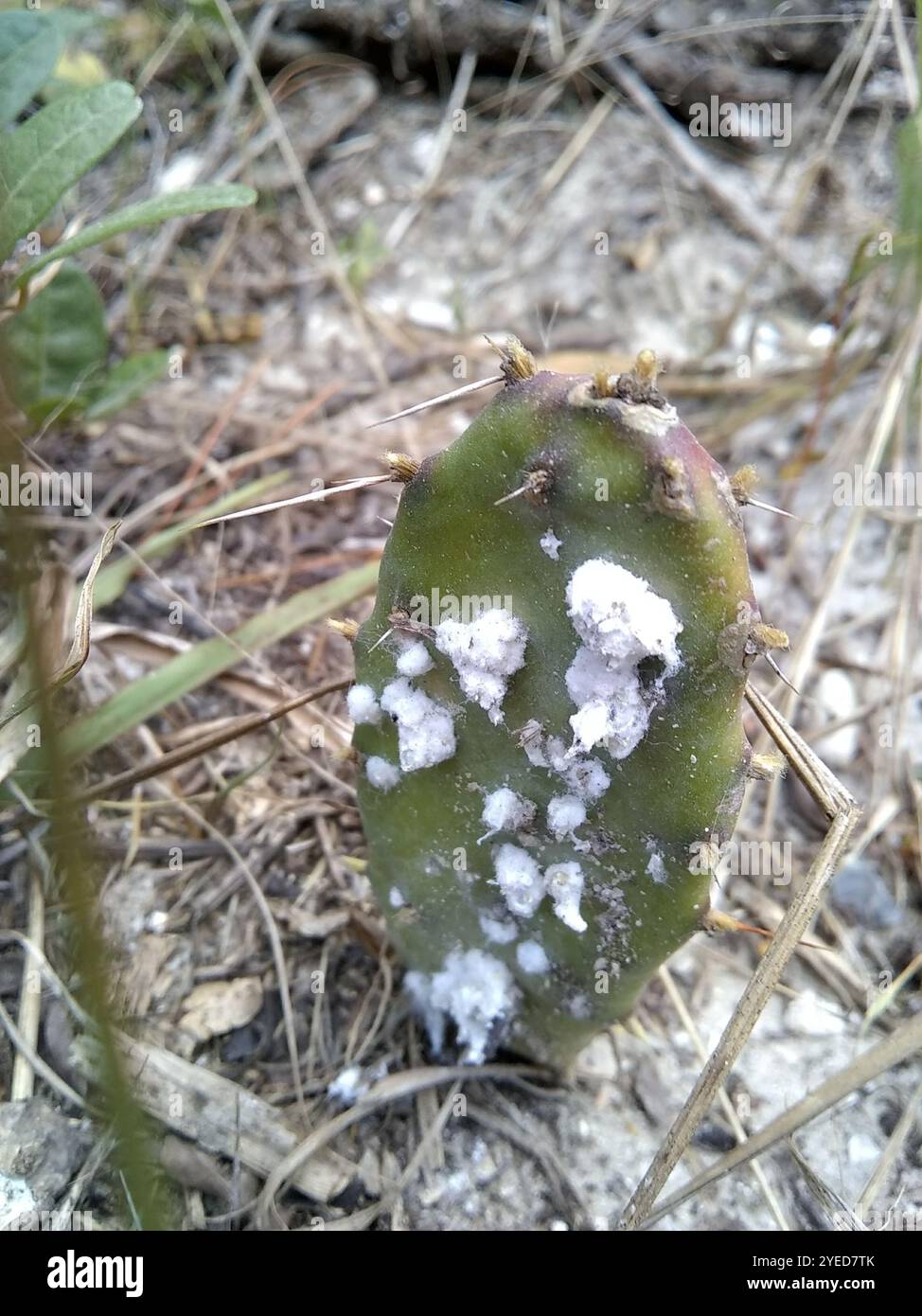 American cochineal bug (Dactylopius confusus Stock Photo - Alamy
