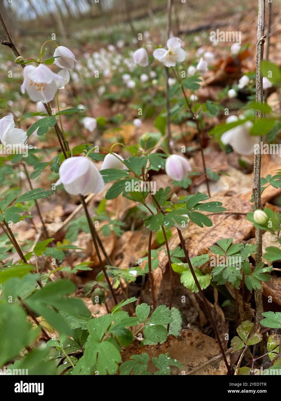 false rue anemone (Enemion biternatum Stock Photo - Alamy