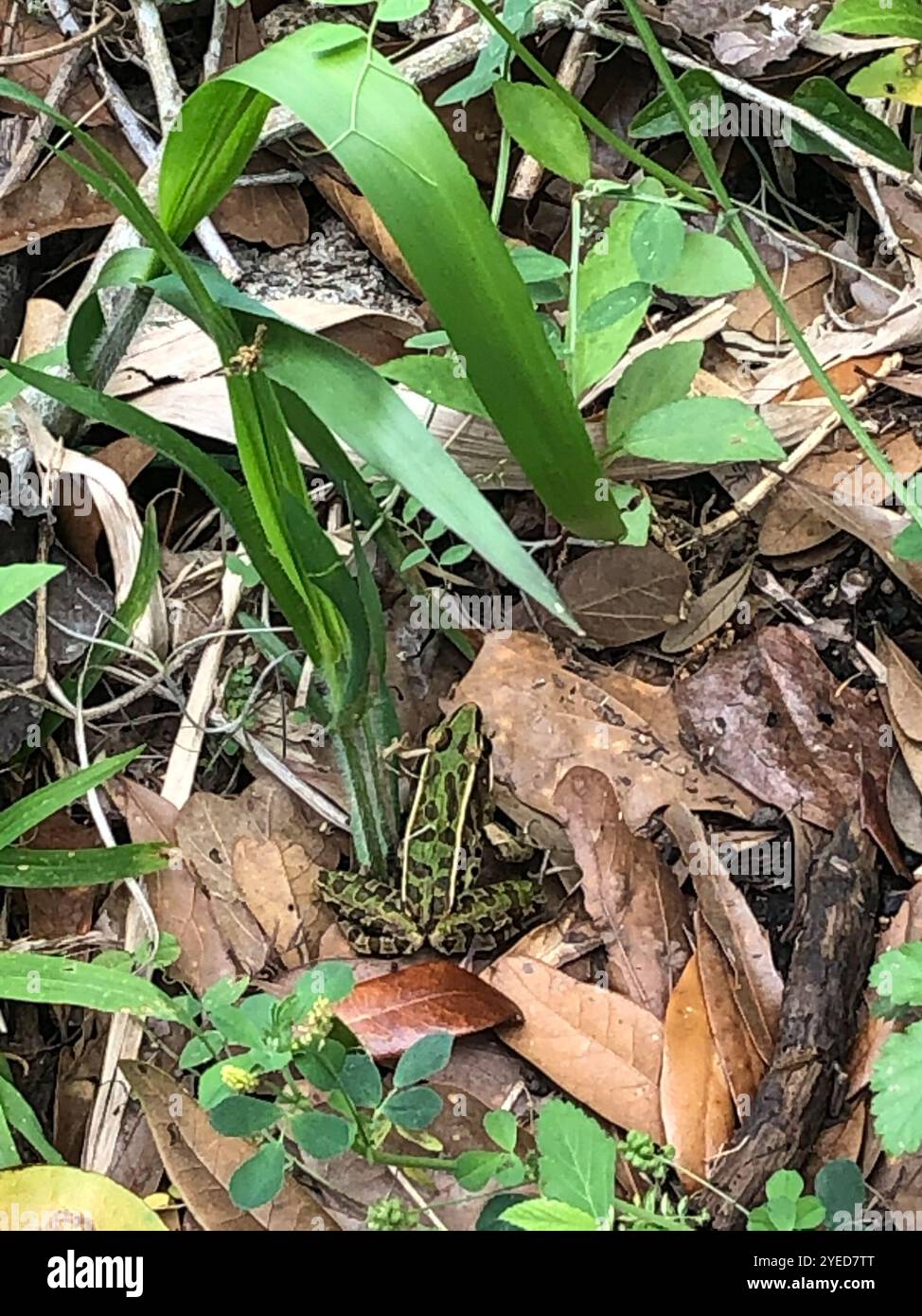 Southern Leopard Frog (Lithobates sphenocephalus Stock Photo - Alamy