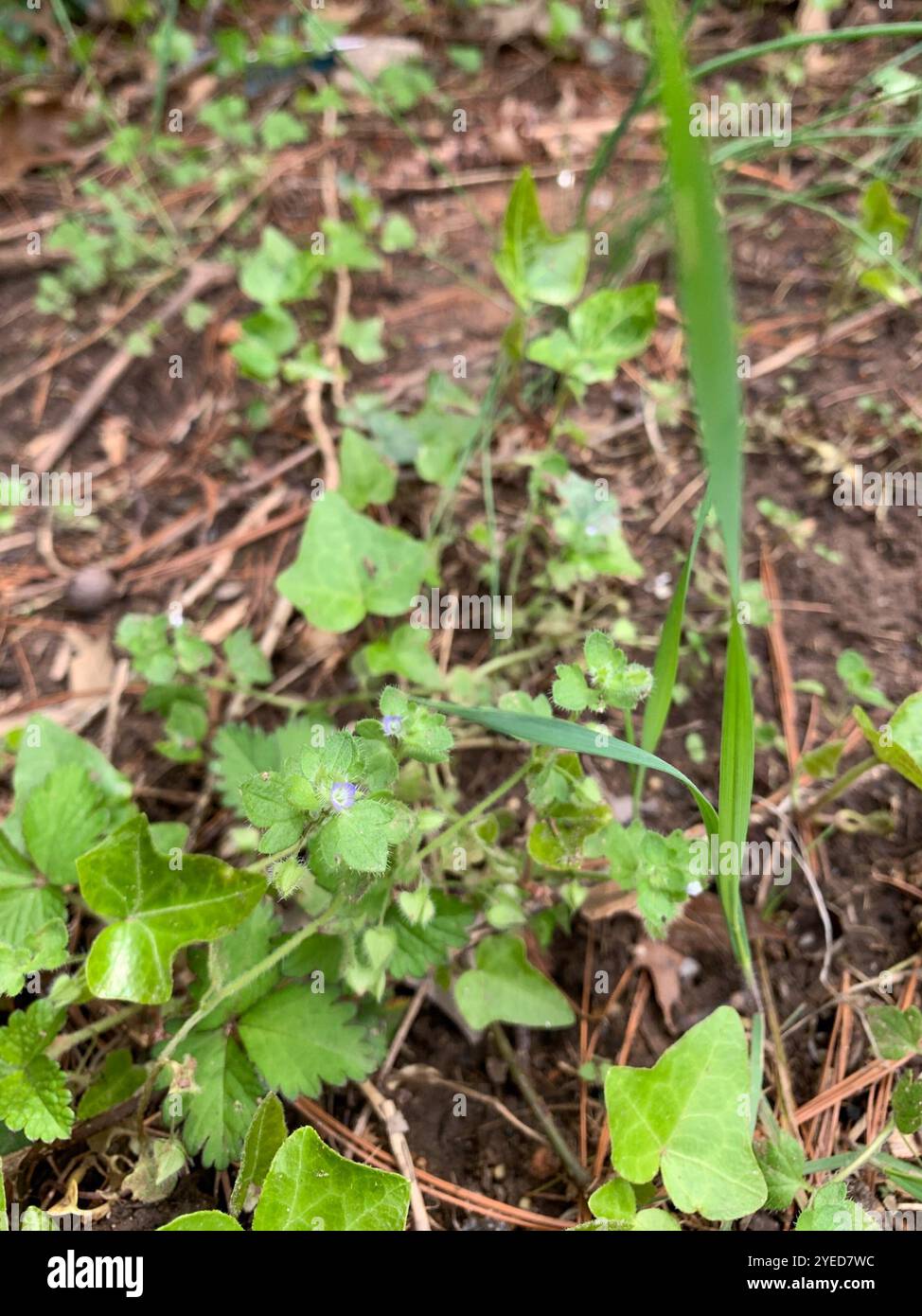 Ivy-leaved Speedwell (Veronica hederifolia Stock Photo - Alamy