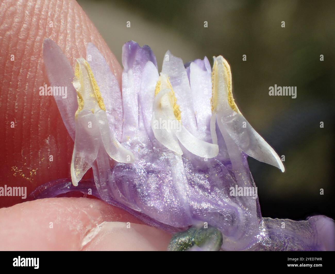 Dipterostemon hi-res stock photography and images - Alamy