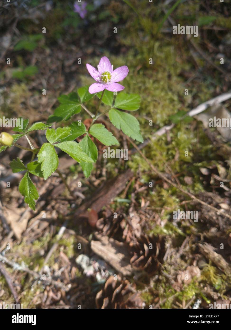 Oregon anemone (Anemonoides oregana Stock Photo - Alamy
