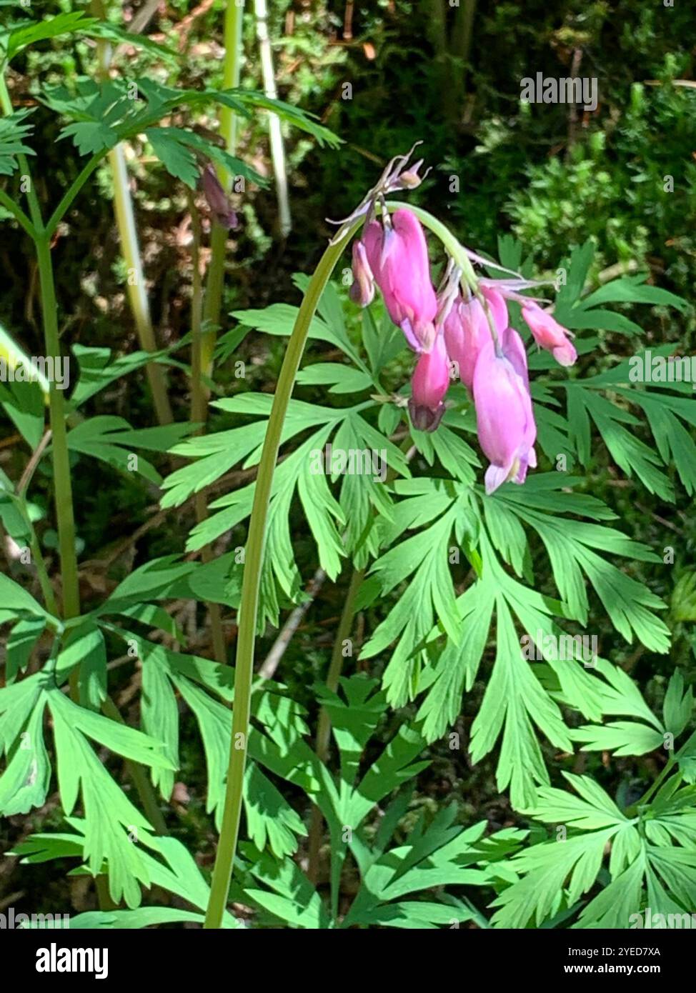 Pacific Bleeding Heart (Dicentra formosa Stock Photo - Alamy