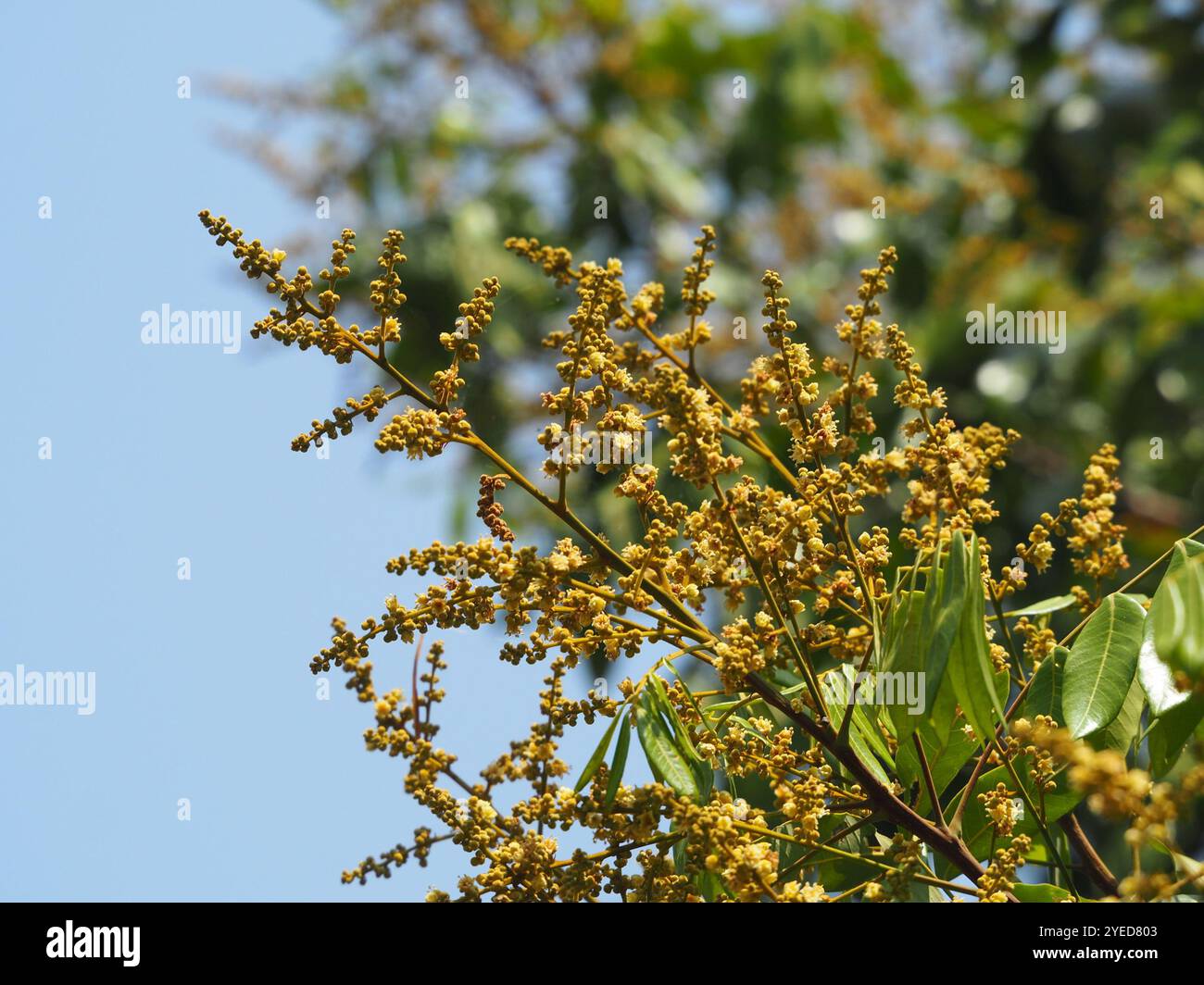 Longan (Dimocarpus longan Stock Photo - Alamy