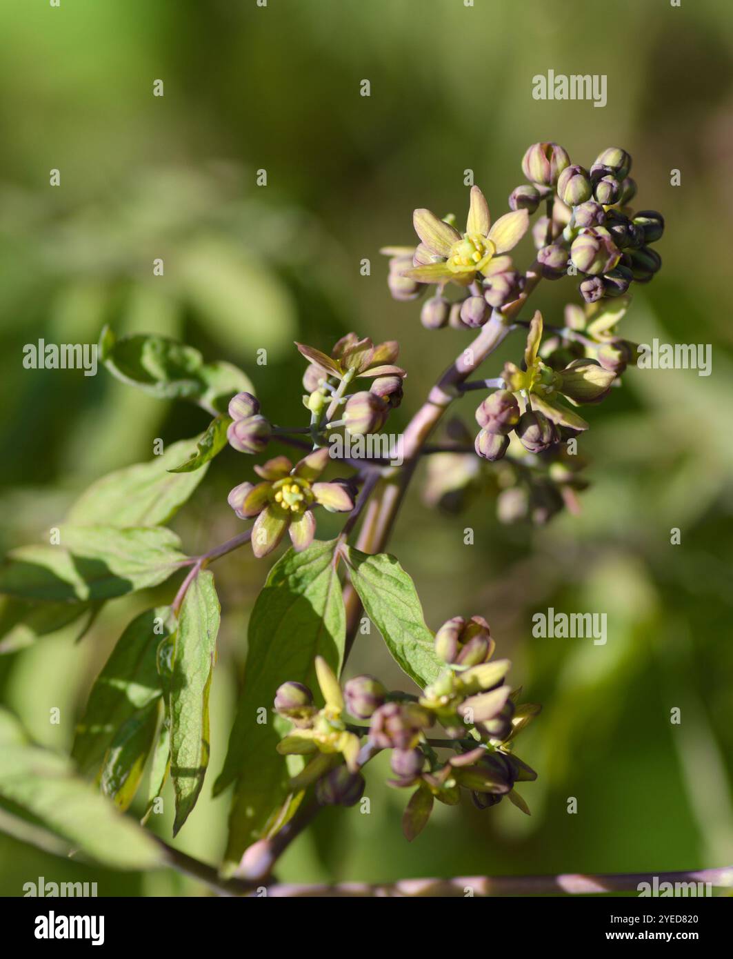 blue cohosh (Caulophyllum thalictroides Stock Photo - Alamy