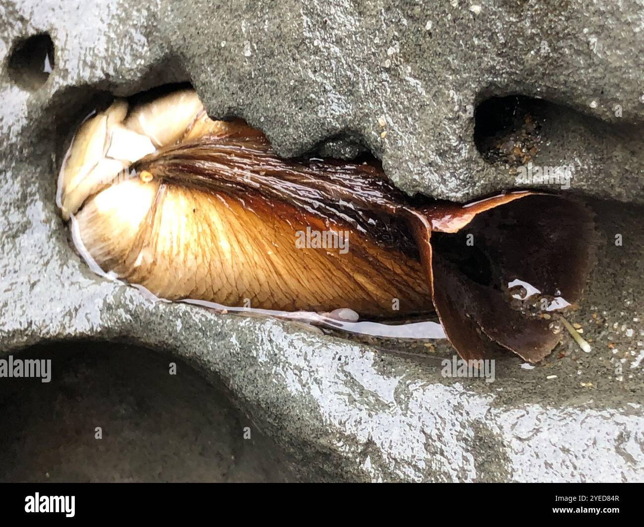 Penitella penita hi-res stock photography and images - Alamy