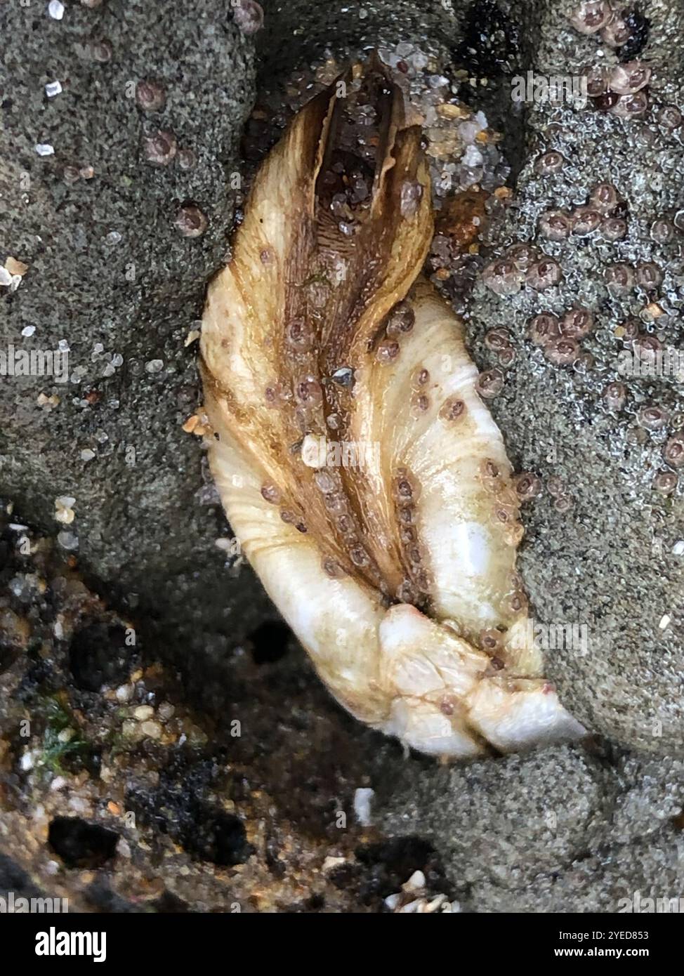 Penitella penita hi-res stock photography and images - Alamy