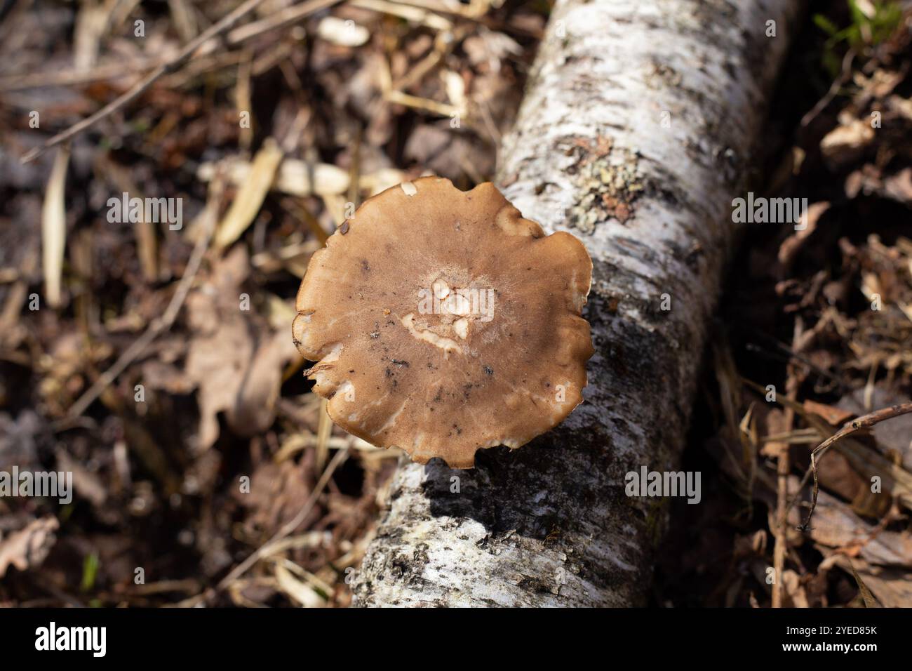 Lentinus brumalis hi-res stock photography and images - Alamy