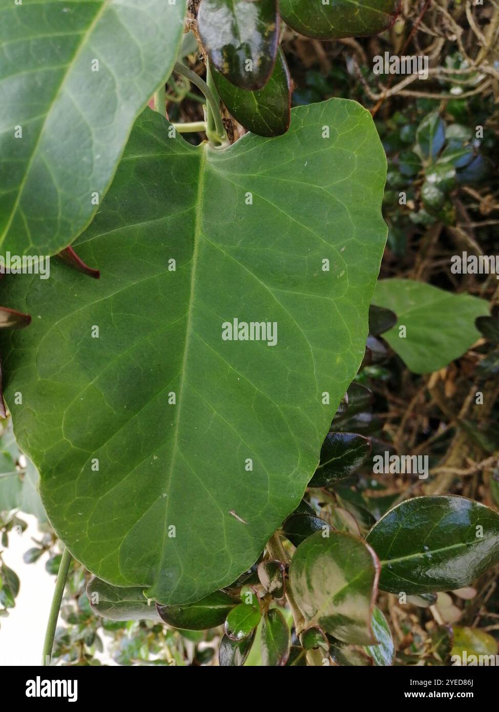 Moth Vine (Araujia sericifera Stock Photo - Alamy