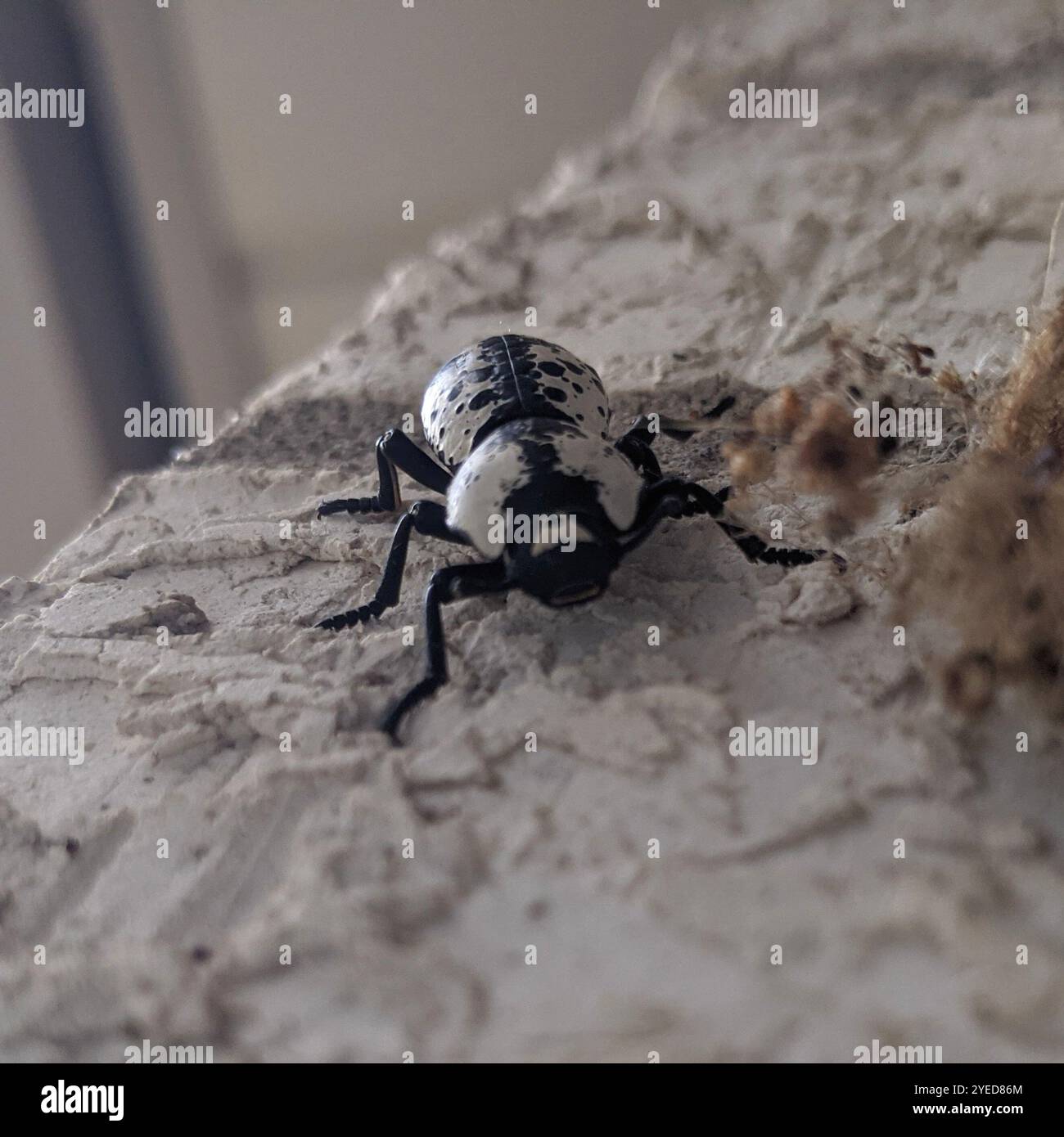 Ironclad beetle hi-res stock photography and images - Alamy