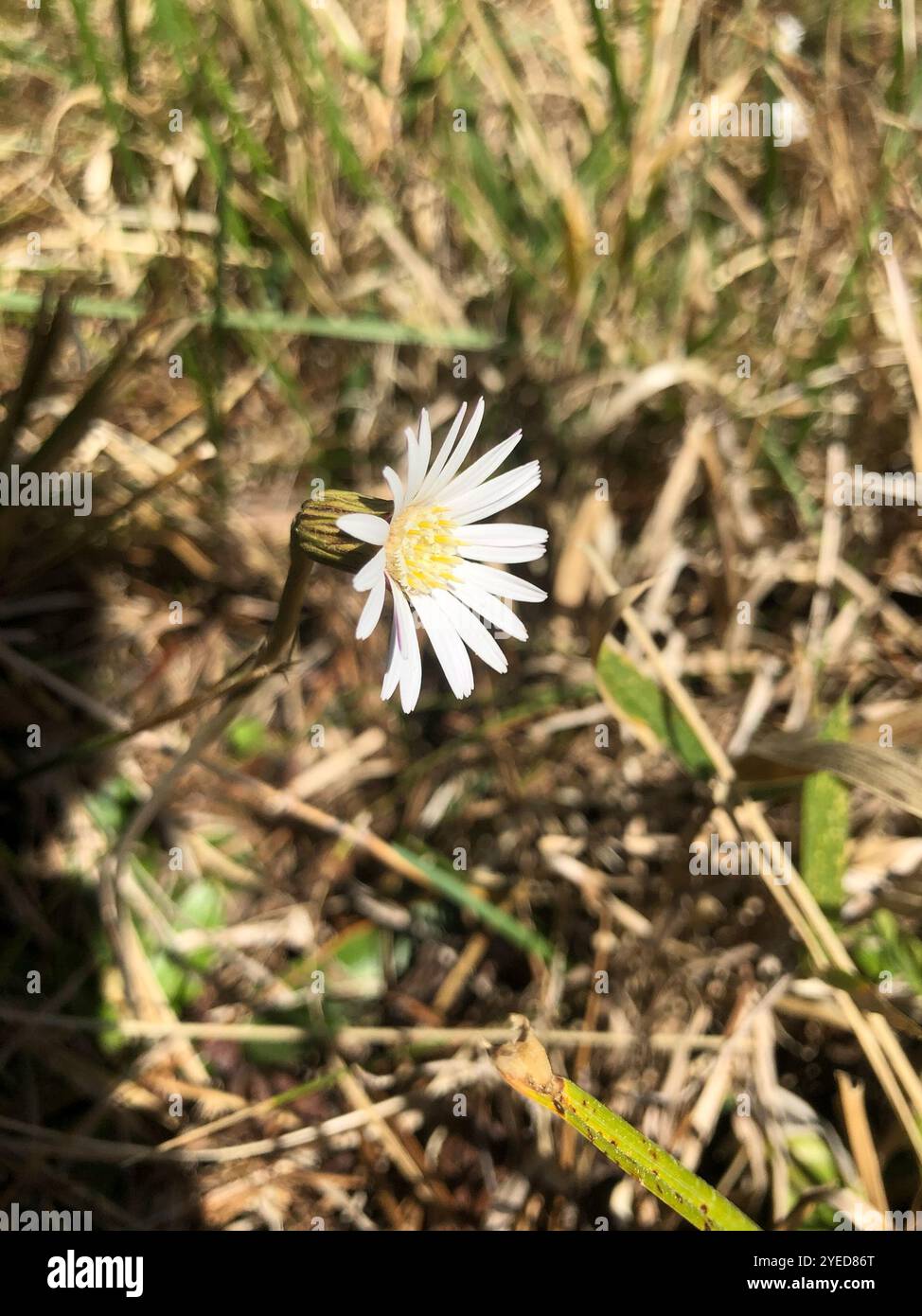 Pineland daisy hi-res stock photography and images - Alamy