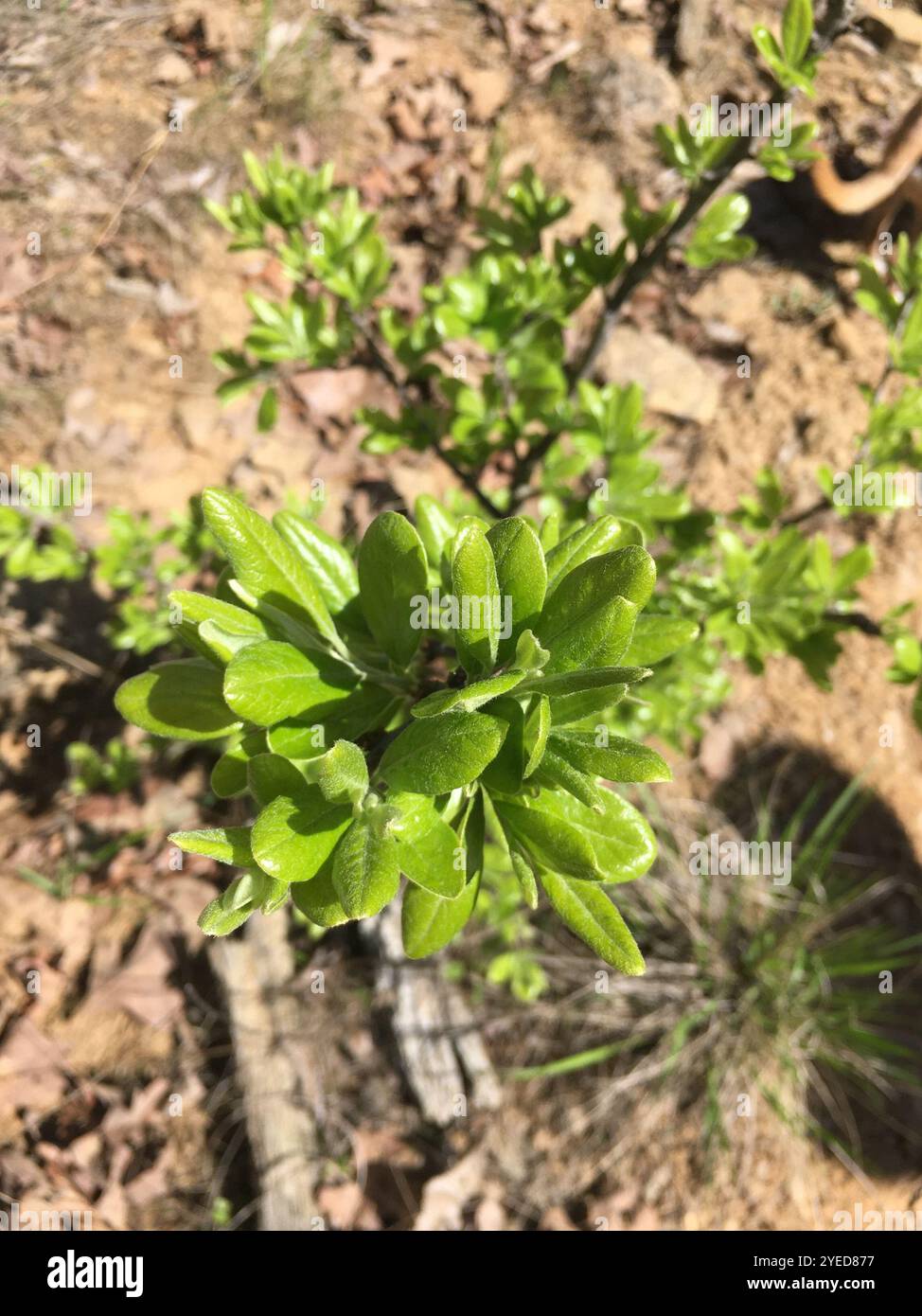 bully trees (Sideroxylon Stock Photo - Alamy