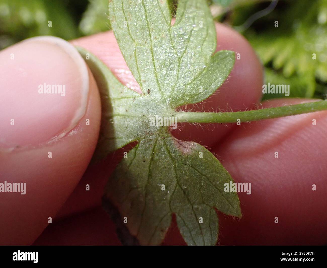 Western Buttercup (Ranunculus occidentalis Stock Photo - Alamy