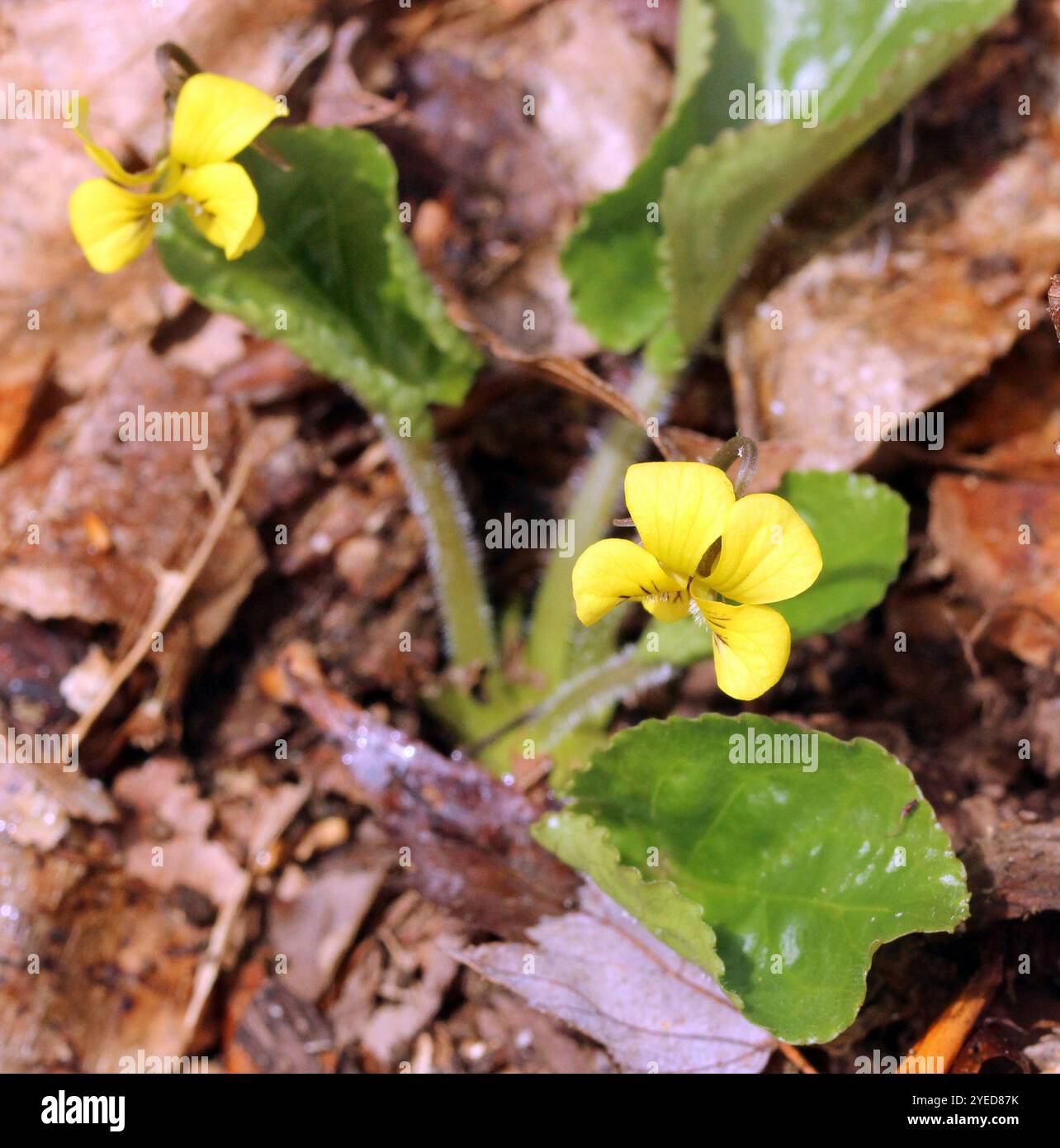 Round-leaved Violet (Viola rotundifolia Stock Photo - Alamy