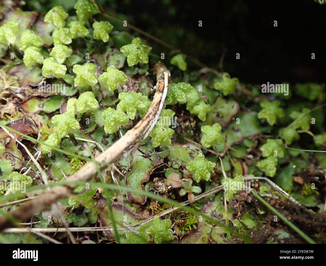 Hemisphaeric Liverwort (Reboulia hemisphaerica Stock Photo - Alamy