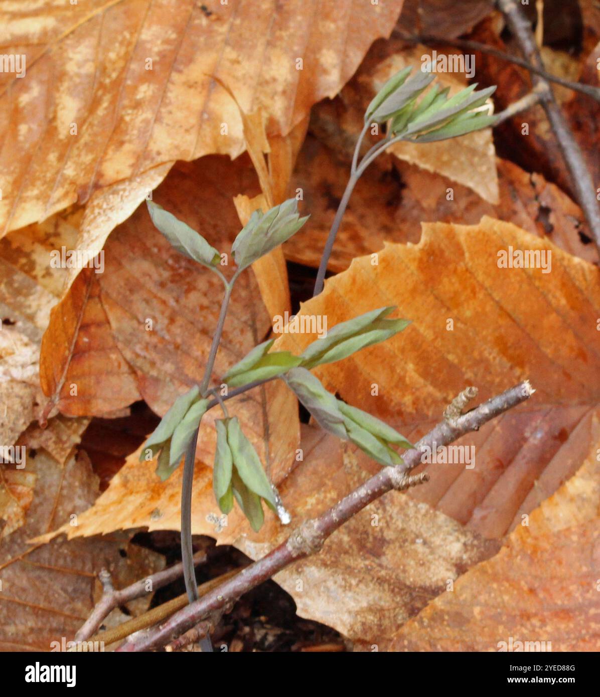 early blue cohosh (Caulophyllum giganteum Stock Photo - Alamy