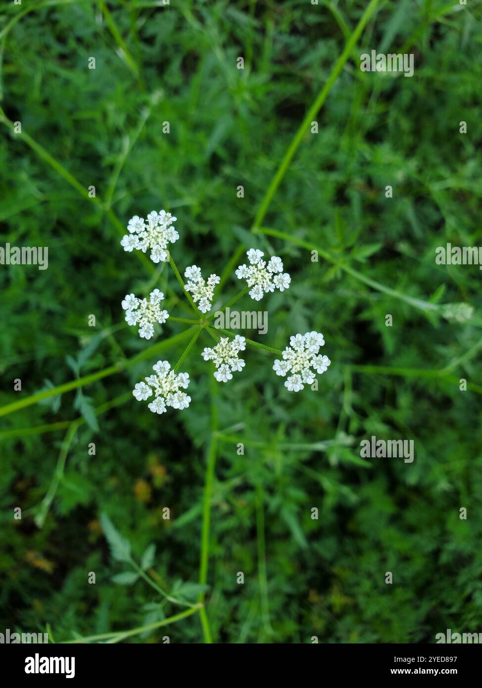 common hedge parsley (Torilis arvensis Stock Photo - Alamy