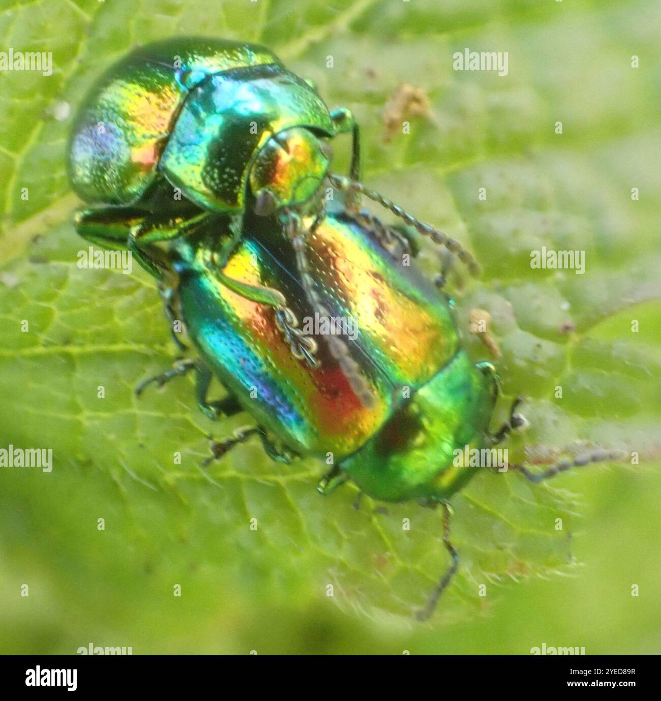 Dead-nettle Leaf Beetle (Fasta fastuosa Stock Photo - Alamy