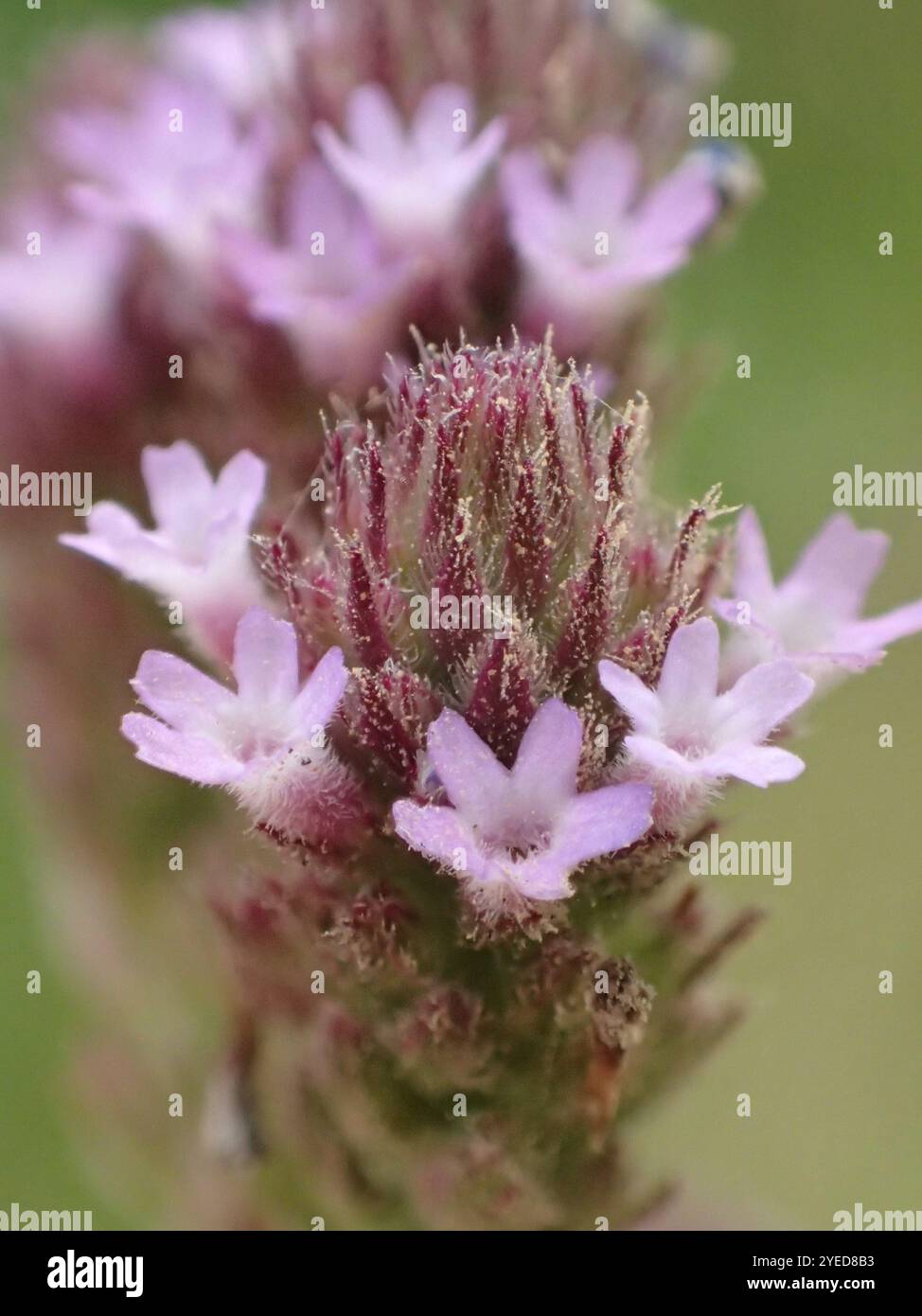 purpletop vervain (Verbena incompta Stock Photo - Alamy