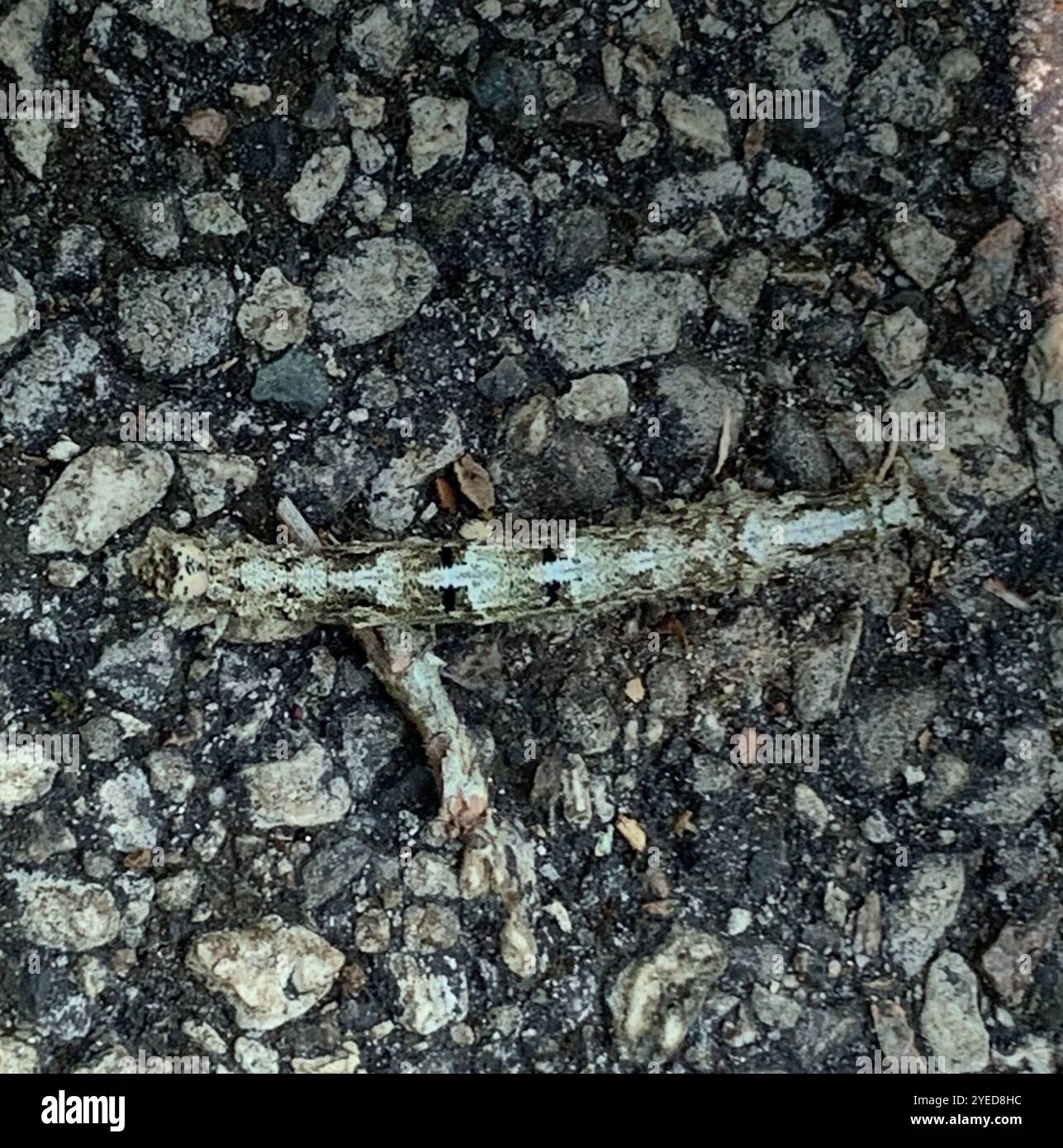 Live Oak Metria Moth (Metria amella Stock Photo - Alamy