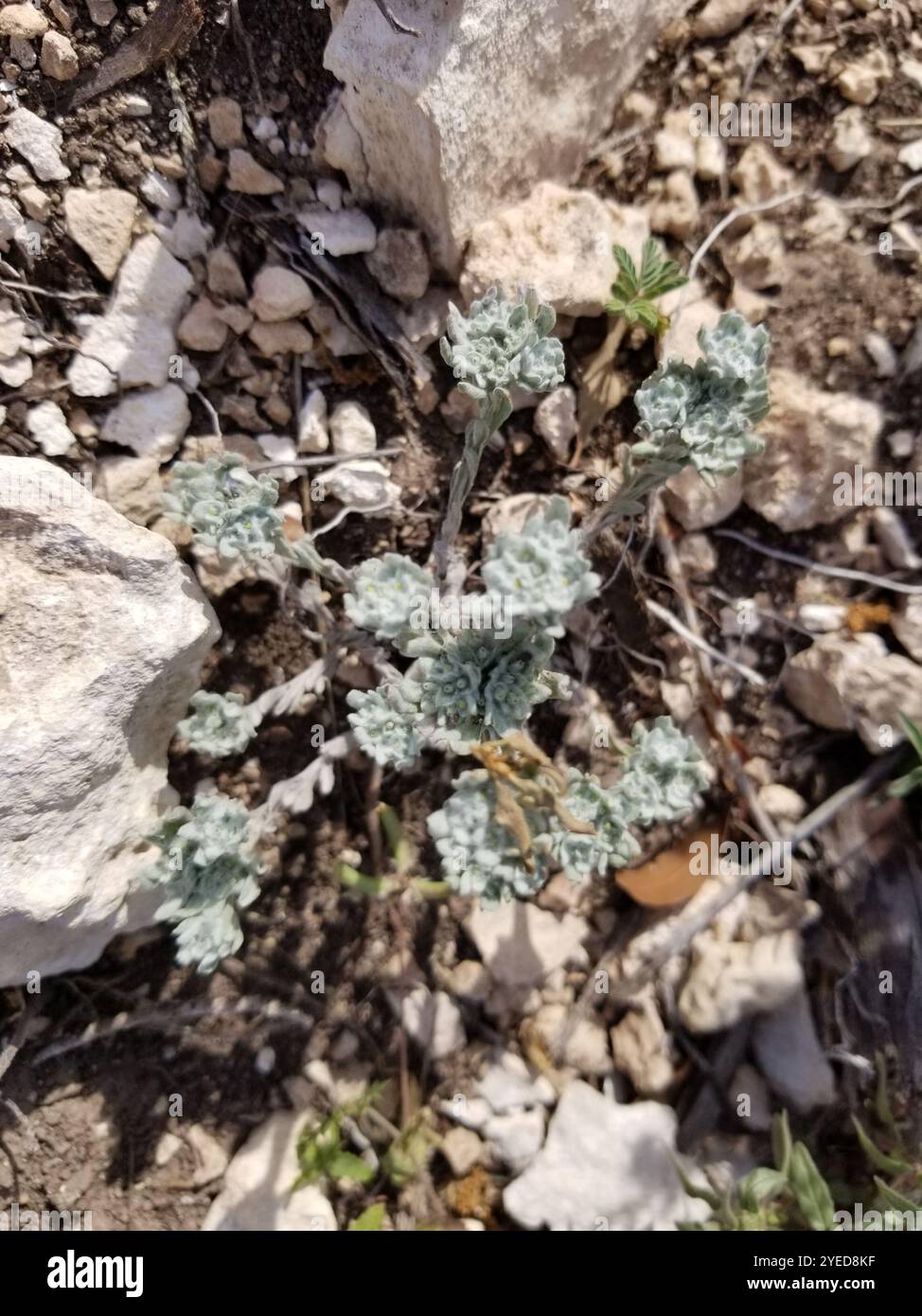 flathead rabbit tobacco (Diaperia prolifera Stock Photo - Alamy