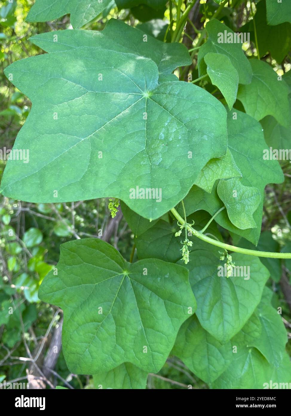 moonseed (Menispermum canadense Stock Photo - Alamy