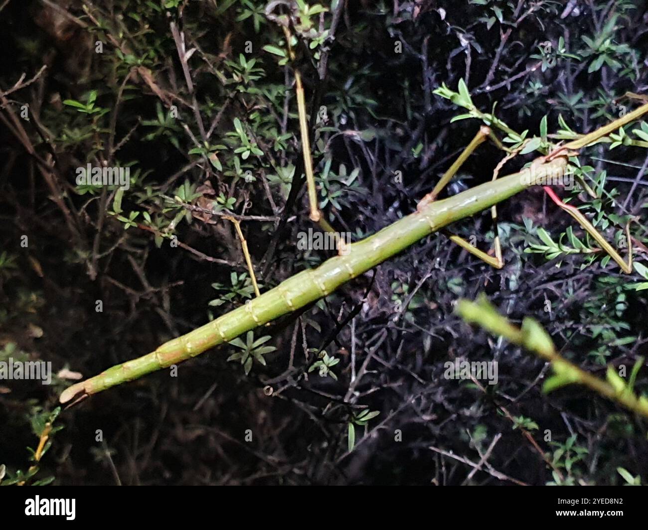 Acanthoxyla inermis hi-res stock photography and images - Alamy