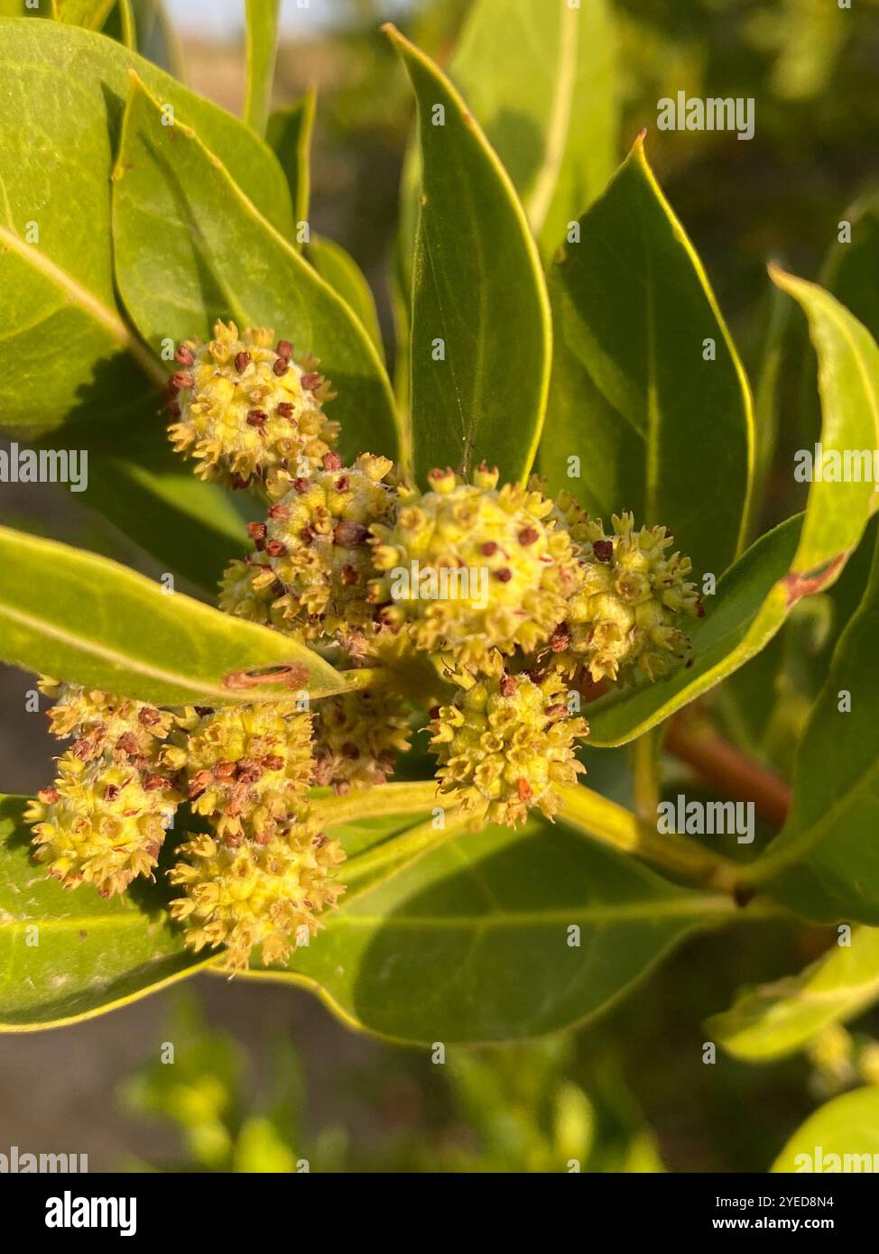 Green Buttonwood (Conocarpus erectus Stock Photo - Alamy