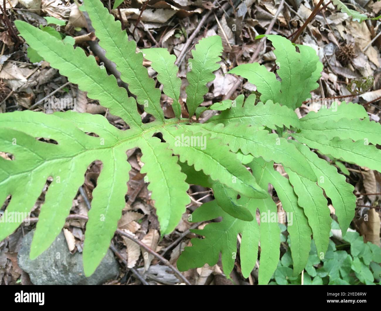 sensitive fern (Onoclea sensibilis Stock Photo - Alamy