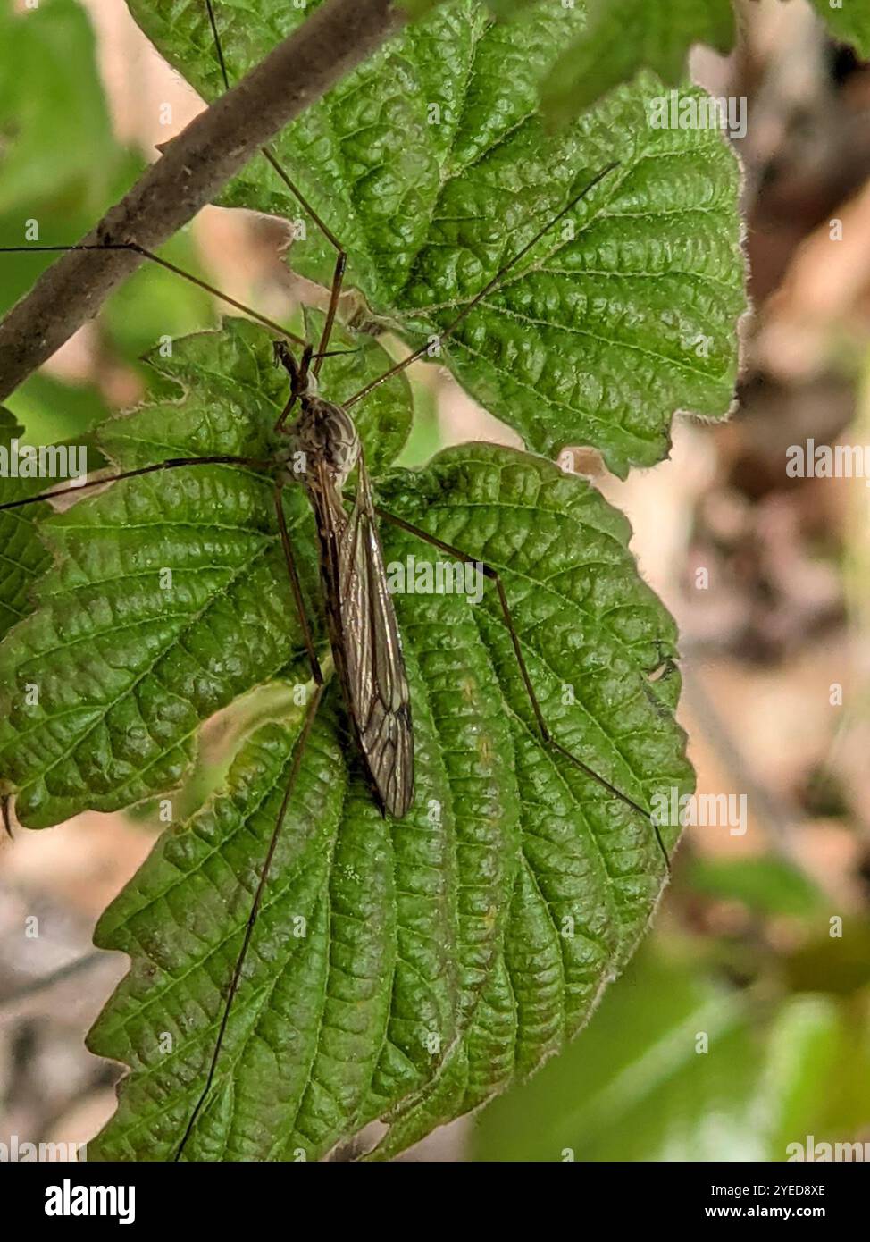 Typical Crane Flies (Tipuloidea Stock Photo - Alamy