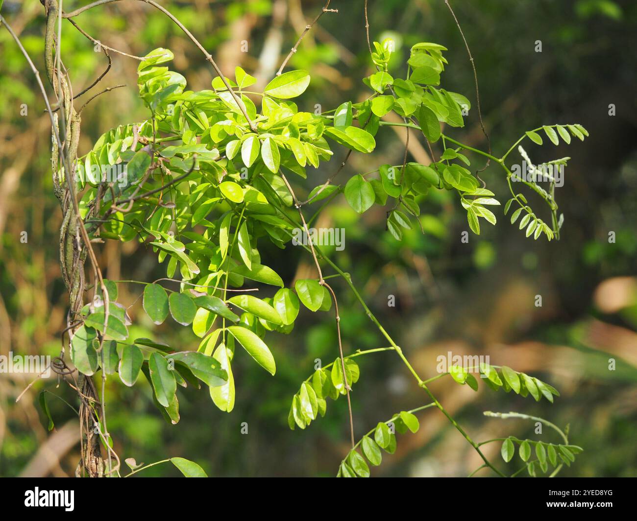 Evergreen Wisteria (Wisteriopsis reticulata Stock Photo - Alamy