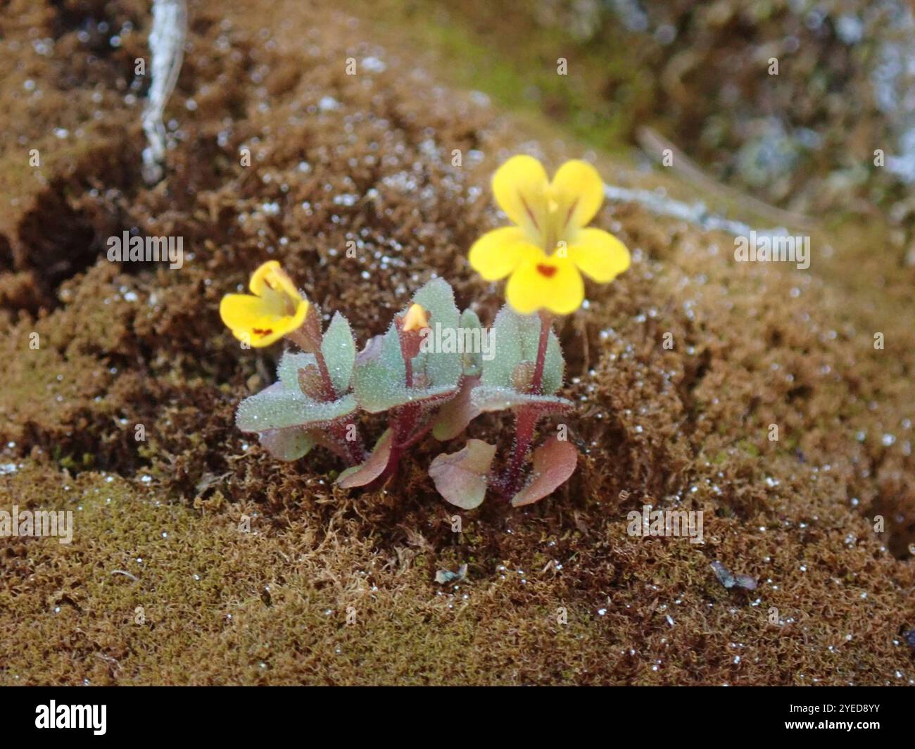 wingstem monkeyflower (Erythranthe alsinoides Stock Photo - Alamy