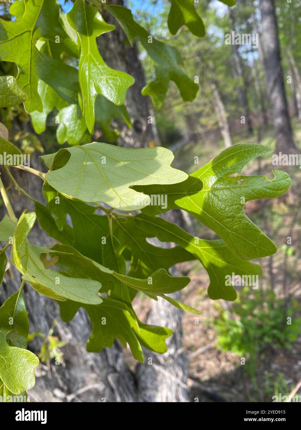 post oak (Quercus stellata Stock Photo - Alamy