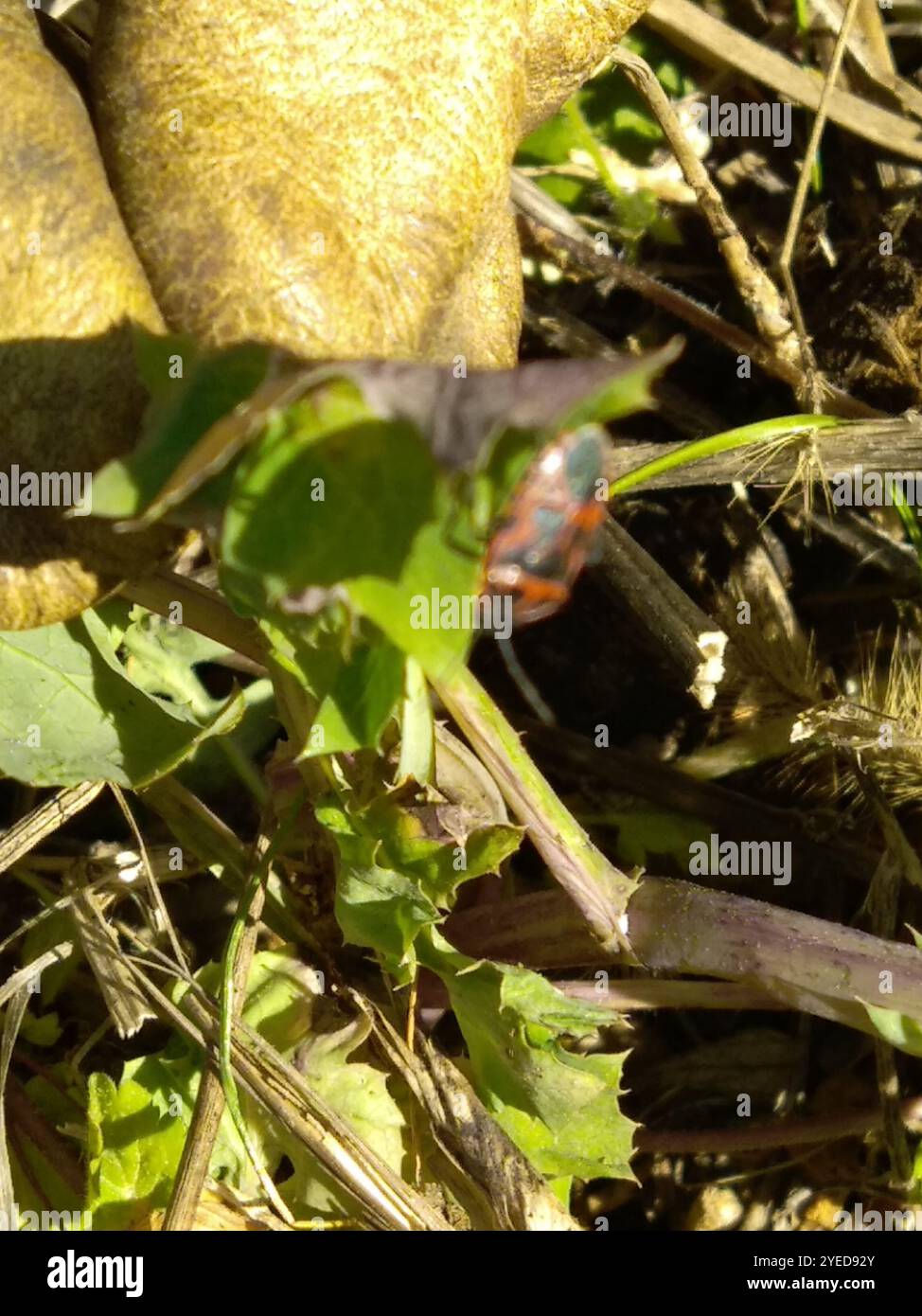 cruciferous bug (Eurydema ventralis Stock Photo - Alamy
