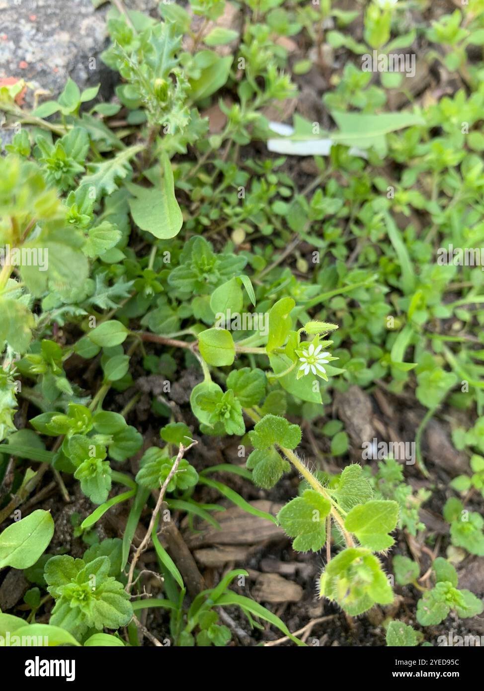 common chickweed (Stellaria media Stock Photo - Alamy