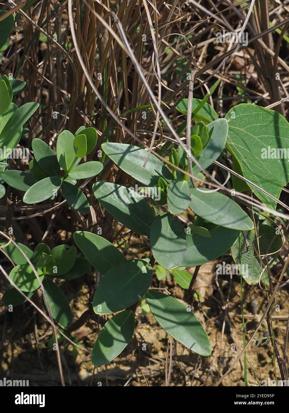 Bootlace Plant (Wikstroemia indica Stock Photo - Alamy