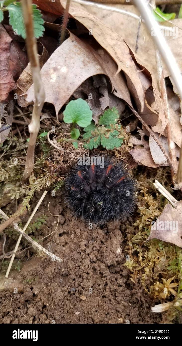 Giant Leopard Moth (Hypercompe scribonia Stock Photo - Alamy