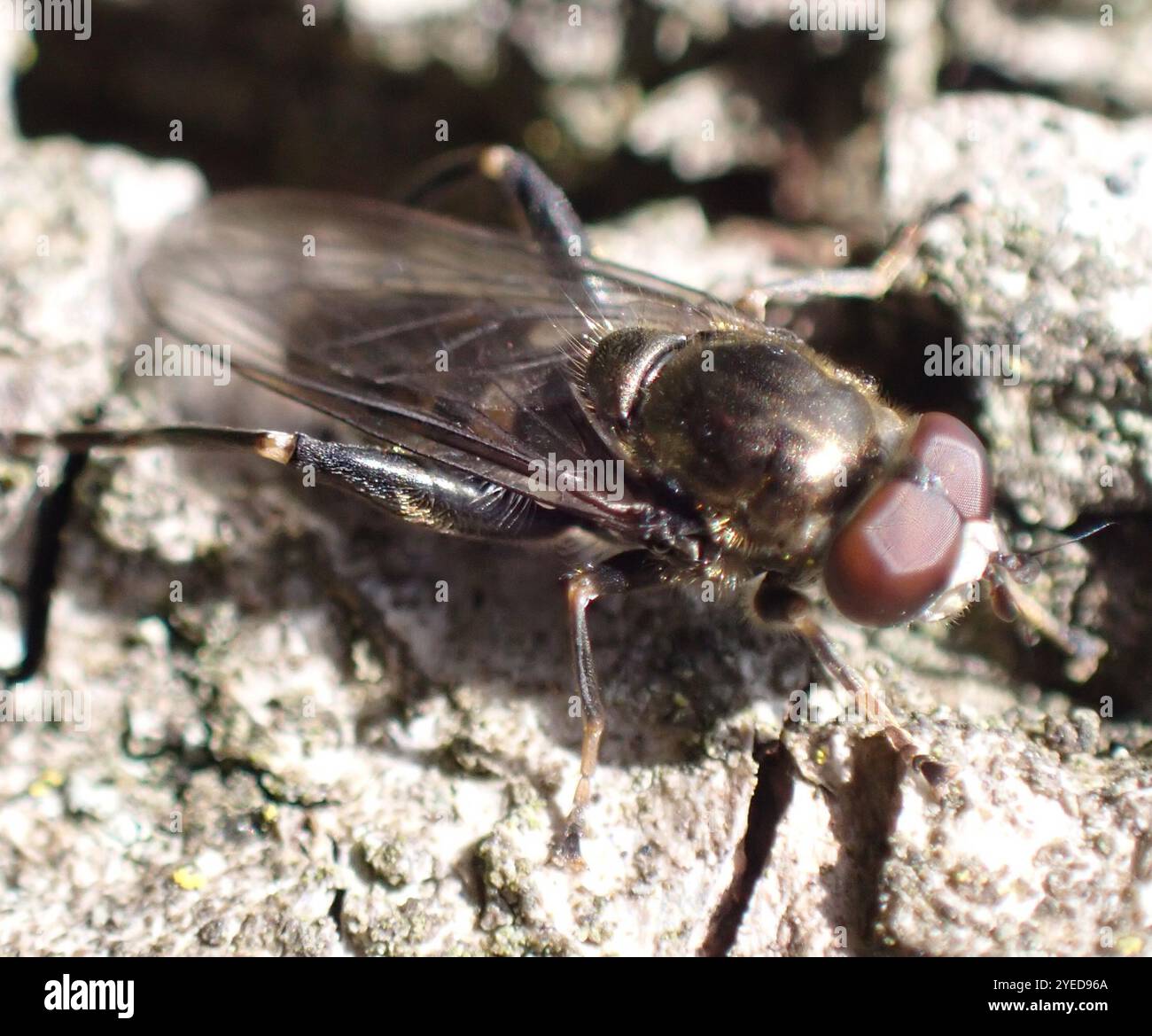 Chalcosyrphus hi-res stock photography and images - Alamy