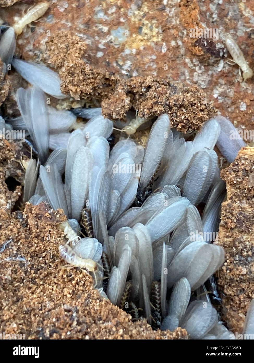 Eastern Subterranean Termite (Reticulitermes flavipes Stock Photo - Alamy