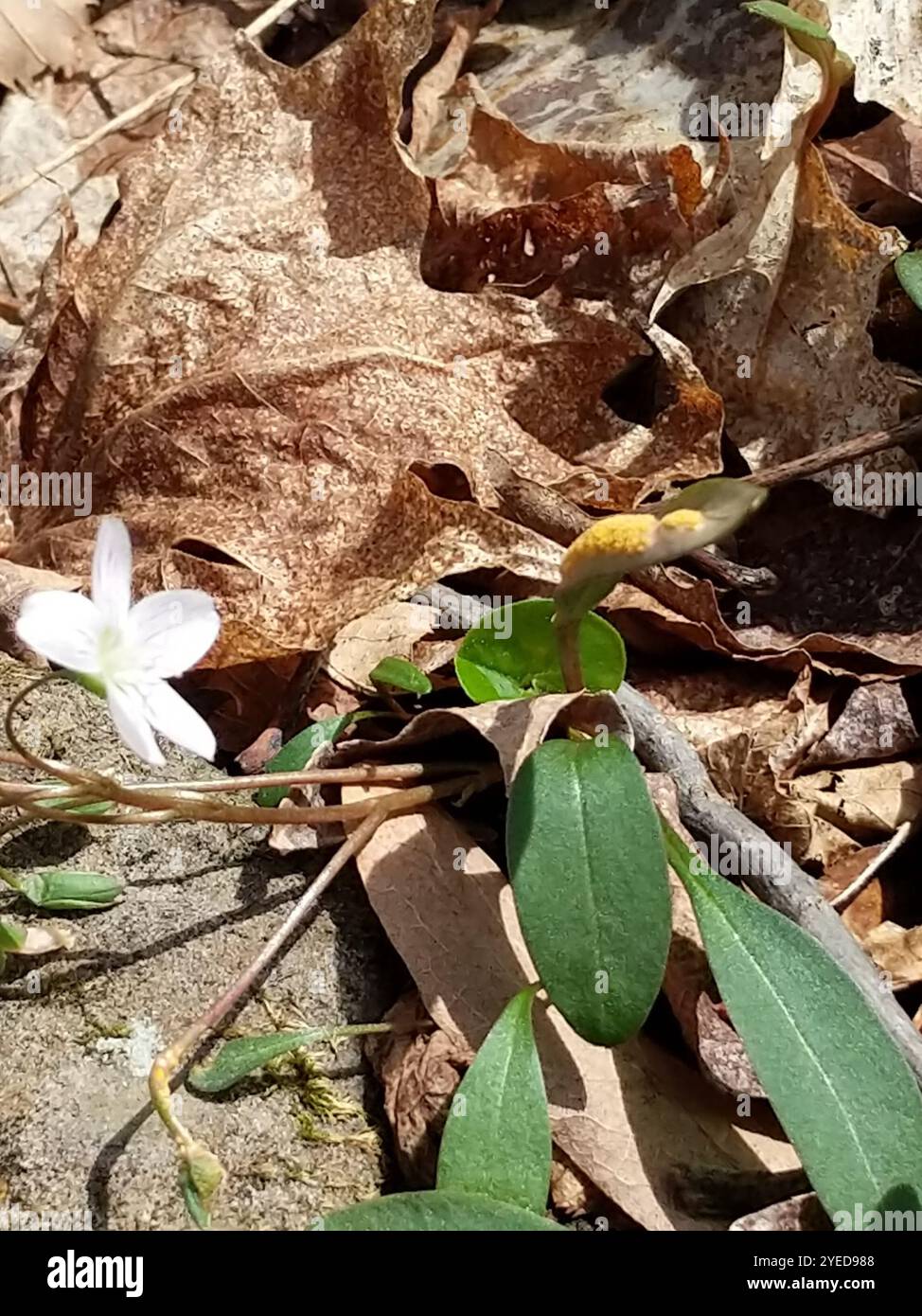 spring beauty rust (Puccinia mariae-wilsoniae Stock Photo - Alamy