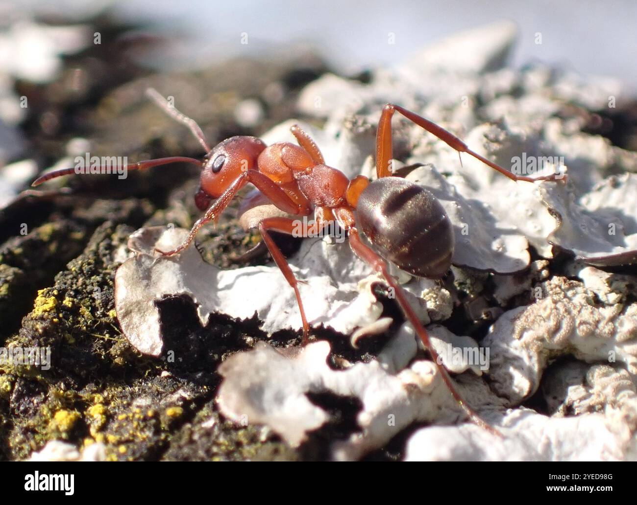 Blood-red Field Ant (Formica sanguinea Stock Photo - Alamy
