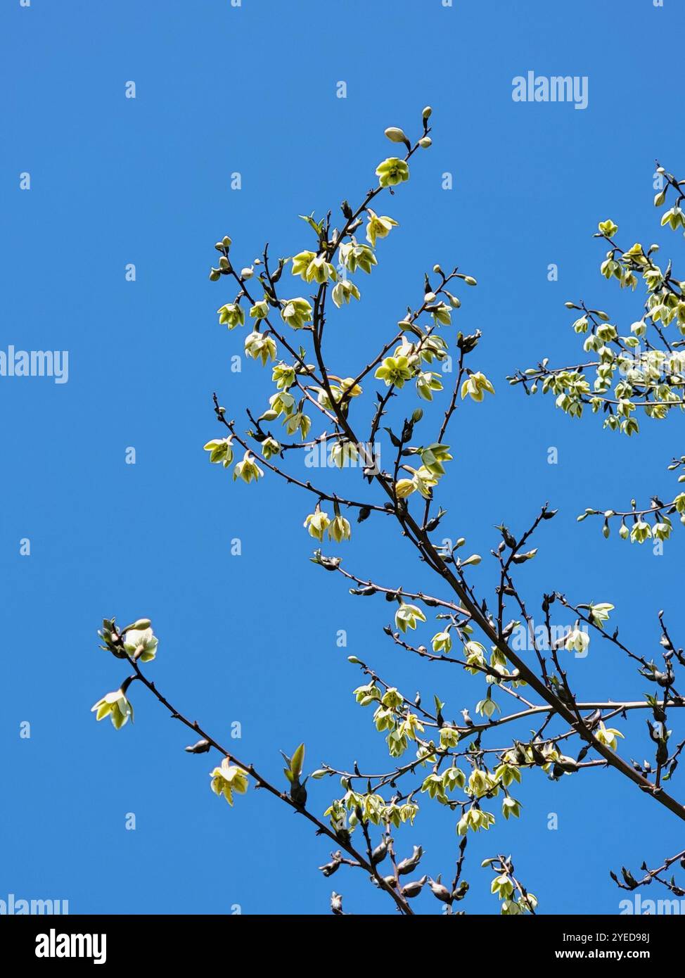 Hemp furcraea hi-res stock photography and images - Alamy