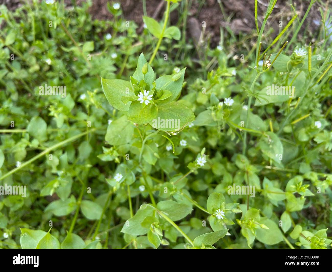 common chickweed (Stellaria media Stock Photo - Alamy