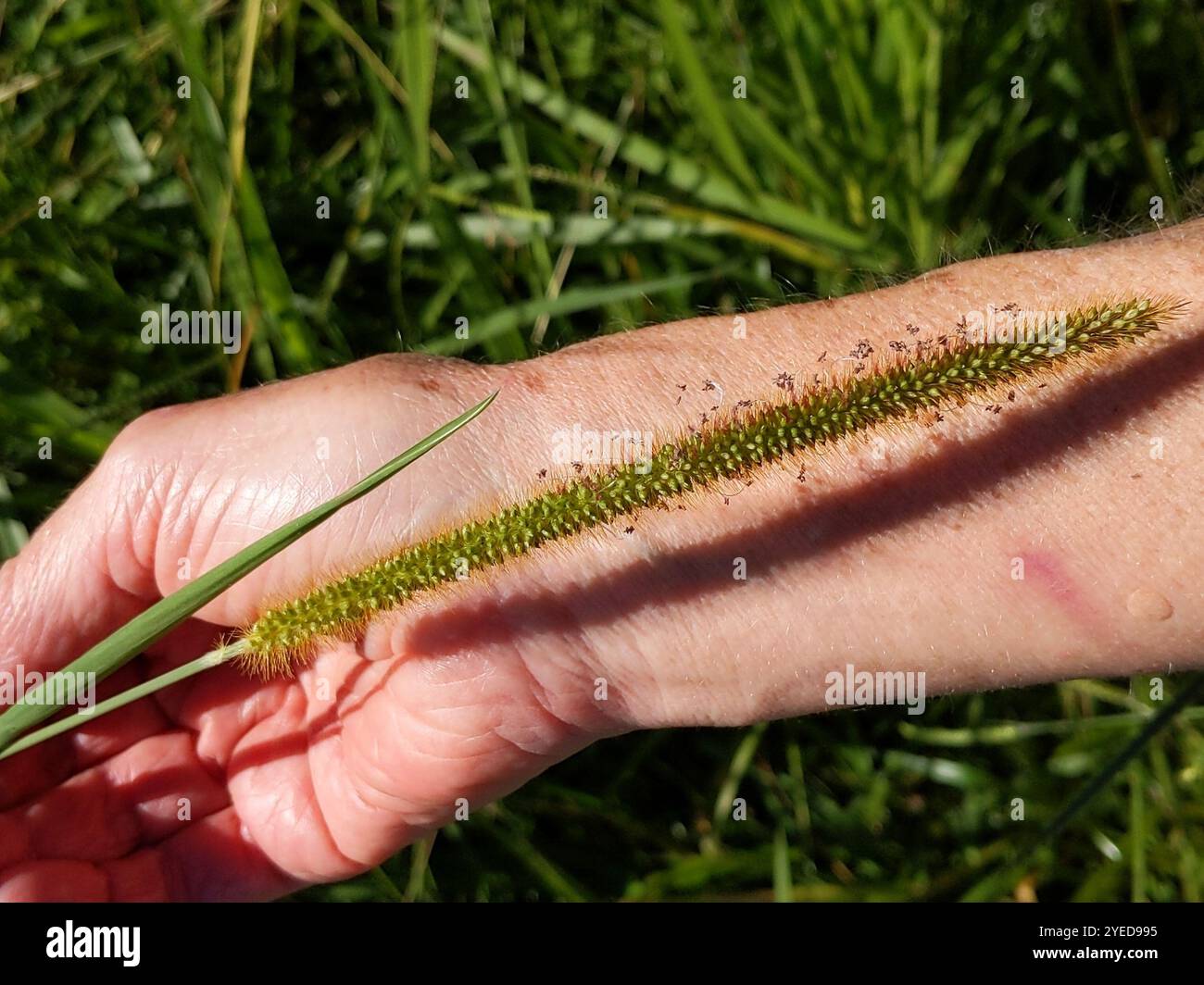 African bristlegrass hi-res stock photography and images - Alamy