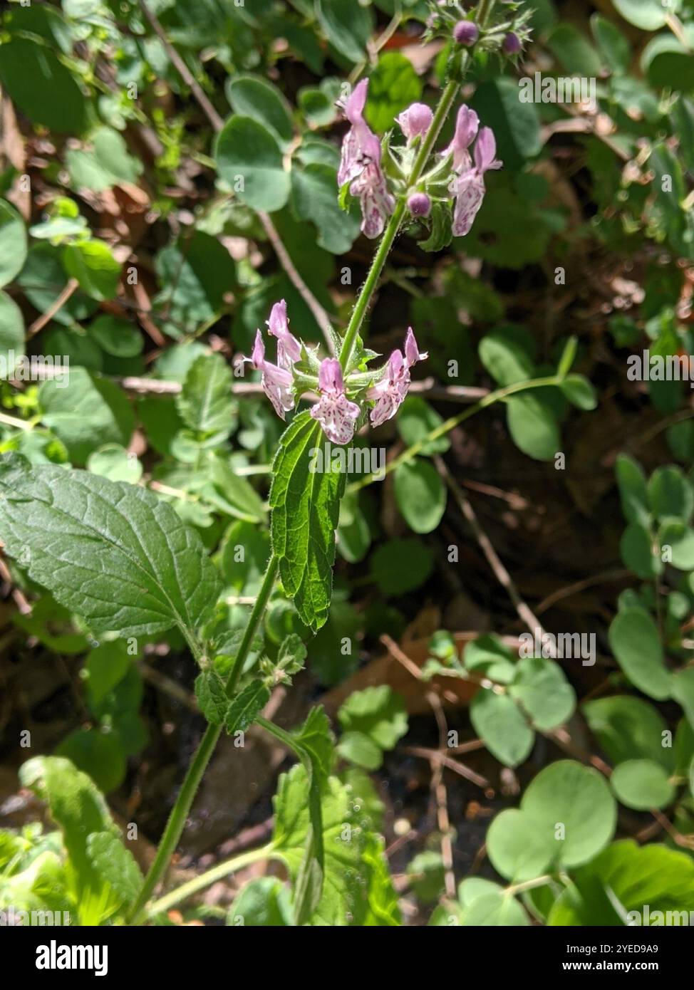 Rough Hedgenettle (Stachys rigida Stock Photo - Alamy