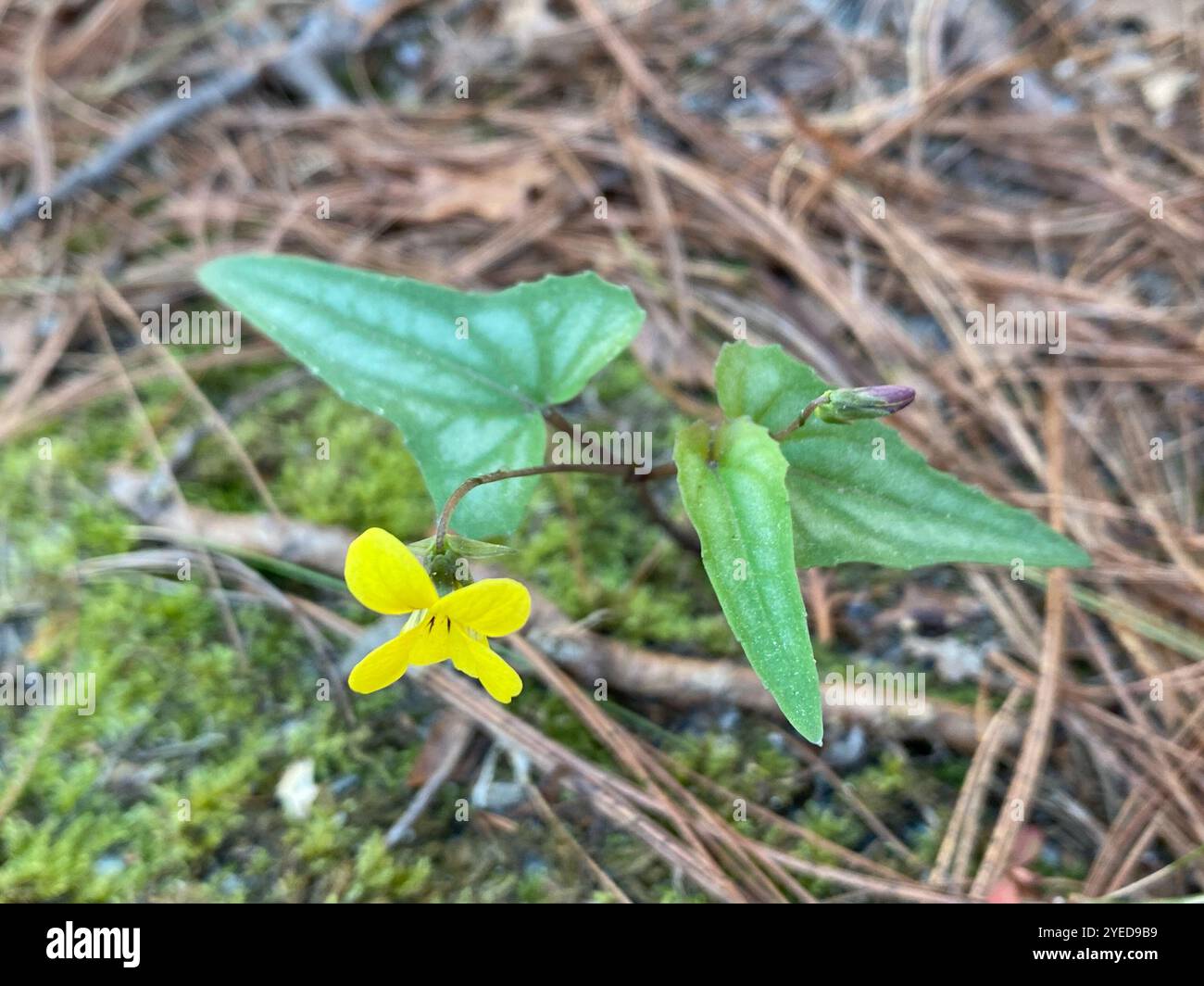 Halberd-leaved violet (Viola hastata Stock Photo - Alamy